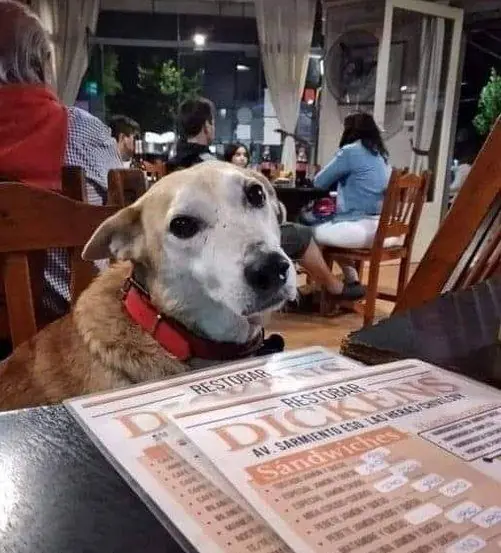 Why This Argentine Restaurant Welcomes Stray Dogs With Open Arms