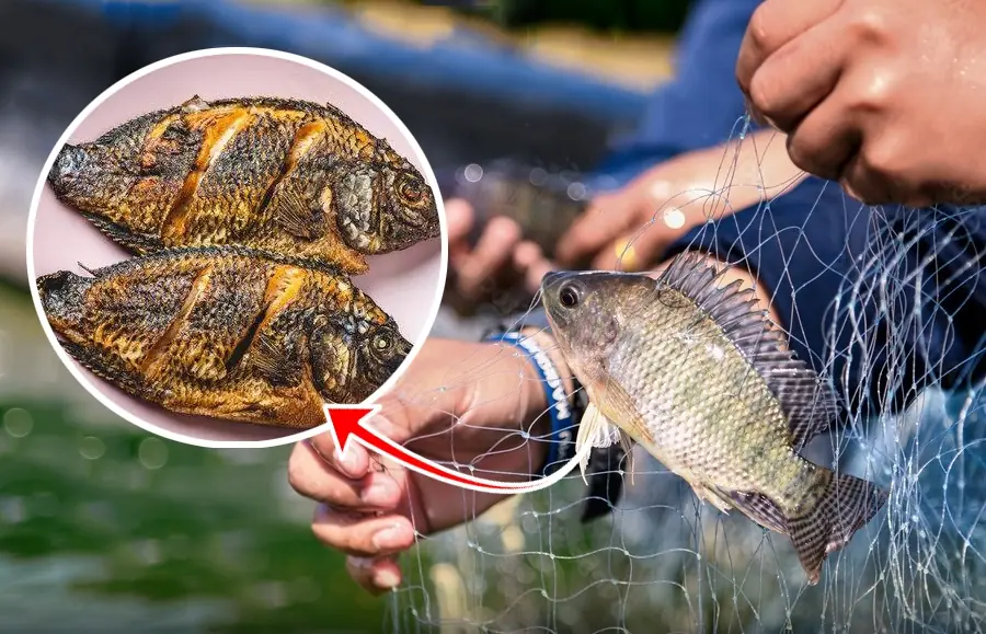 Experts are putting a red flag on consumption of Tilapia