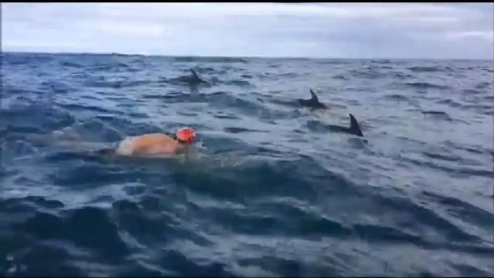 Dolphins Save Lifeguards from a Great White Shark: A Real-Life Rescue ...