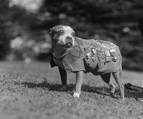 Stubby the War Dog: The Heroic Pit Bull Terrier Who Saved Lives in ...
