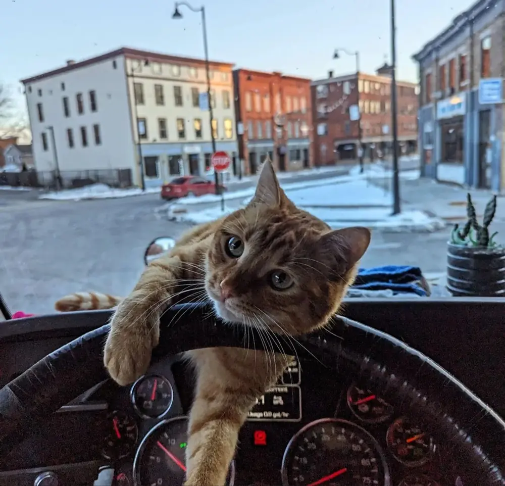 Grayson the Trucking Cat: A Rescued Kitten Becomes a Lifelong Road ...