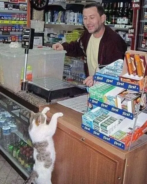 The Unlikely Hero: How a Cat Saved the Day
