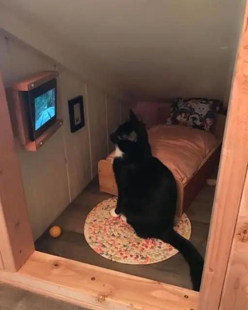 My Cat's Room Led Me to a Hidden Family Secret
